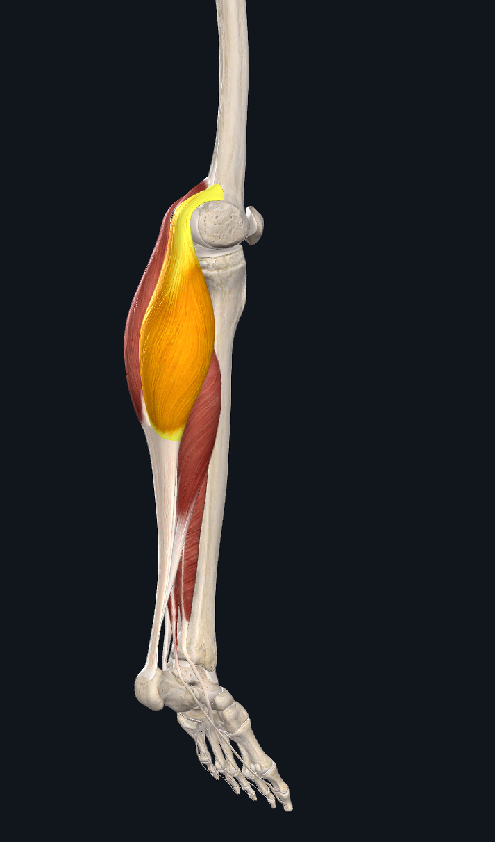 Plantar Fasciitis Diagnosis and Treatment - PhysioFit of NC