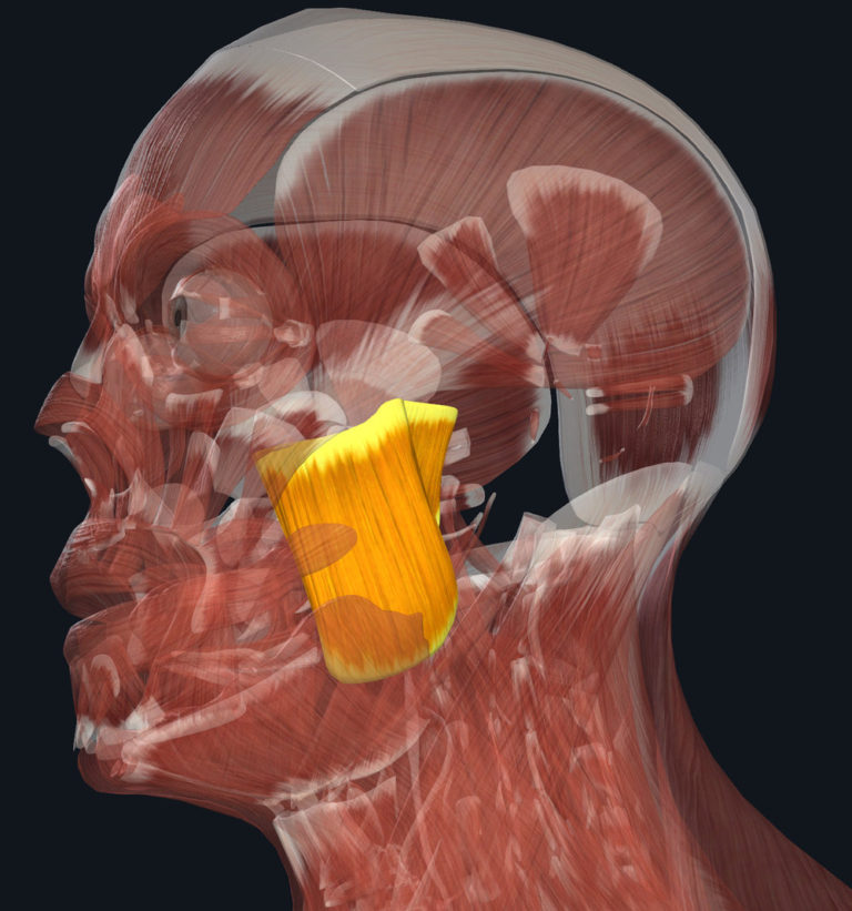 Dry Needling for TMJ Pain - PhysioFit of NC